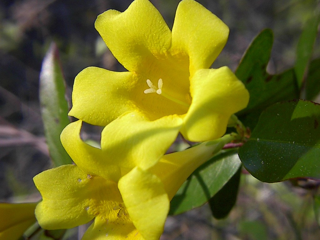 Gelsemium a Case of Anxiety - Classic Homeopath